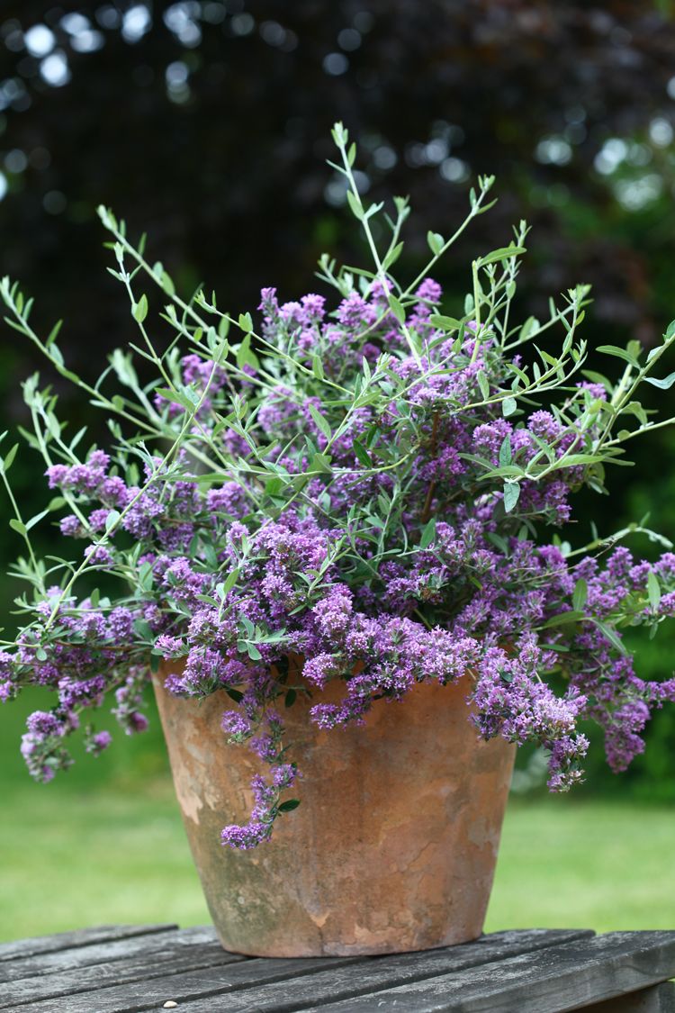 Buddleja davidii Buzz TRIO - Sommerflieder Buzz TRIO | jetzt günstig ...