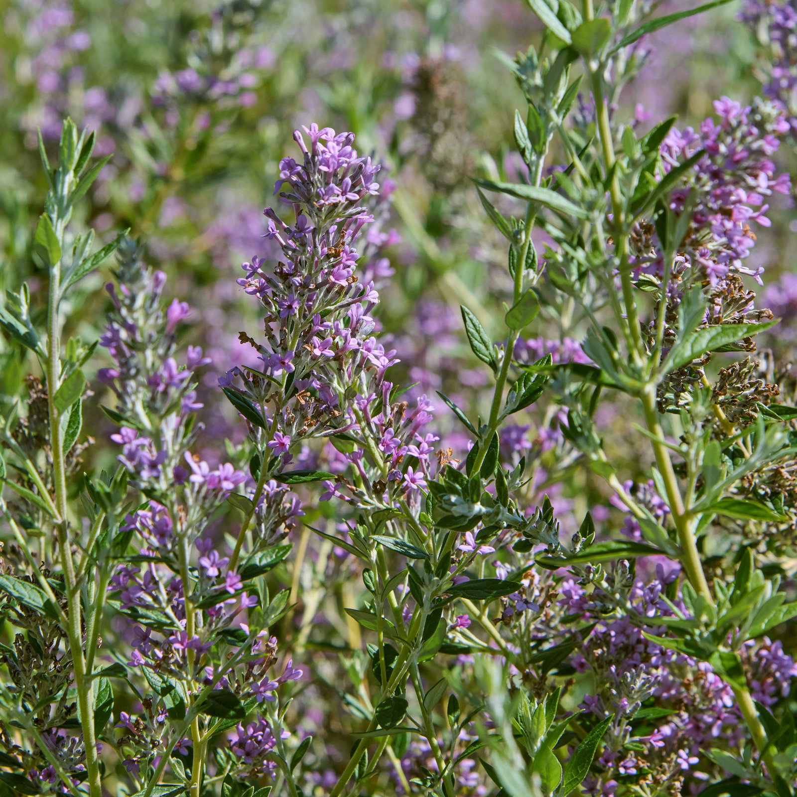 Hänge-Sommerflieder Unique - Buddleja alternifolia Unique günstig kaufen