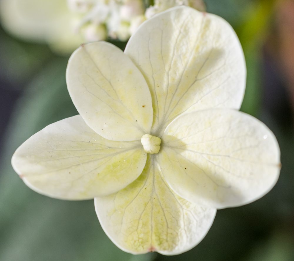 Rispenhortensie Magical Himalaya - Hydrangea paniculata Magical ...