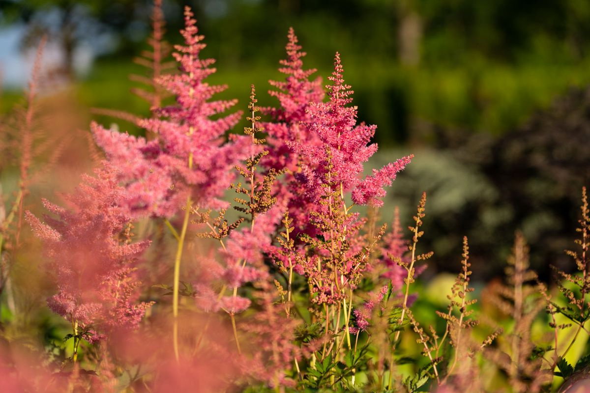 Prachtspiere Bonn - Astilbe japonica Bonn günstig kaufen