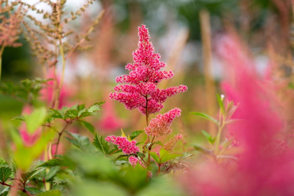 Prachtspiere - Astilbe japonica günstig kaufen