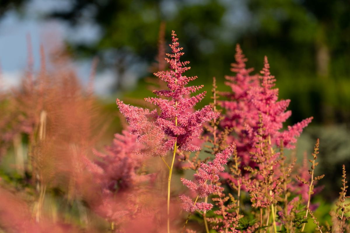 Prachtspiere Bonn - Astilbe japonica Bonn günstig kaufen