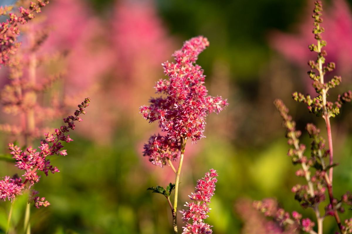 Prachtspiere Bonn - Astilbe japonica Bonn günstig kaufen