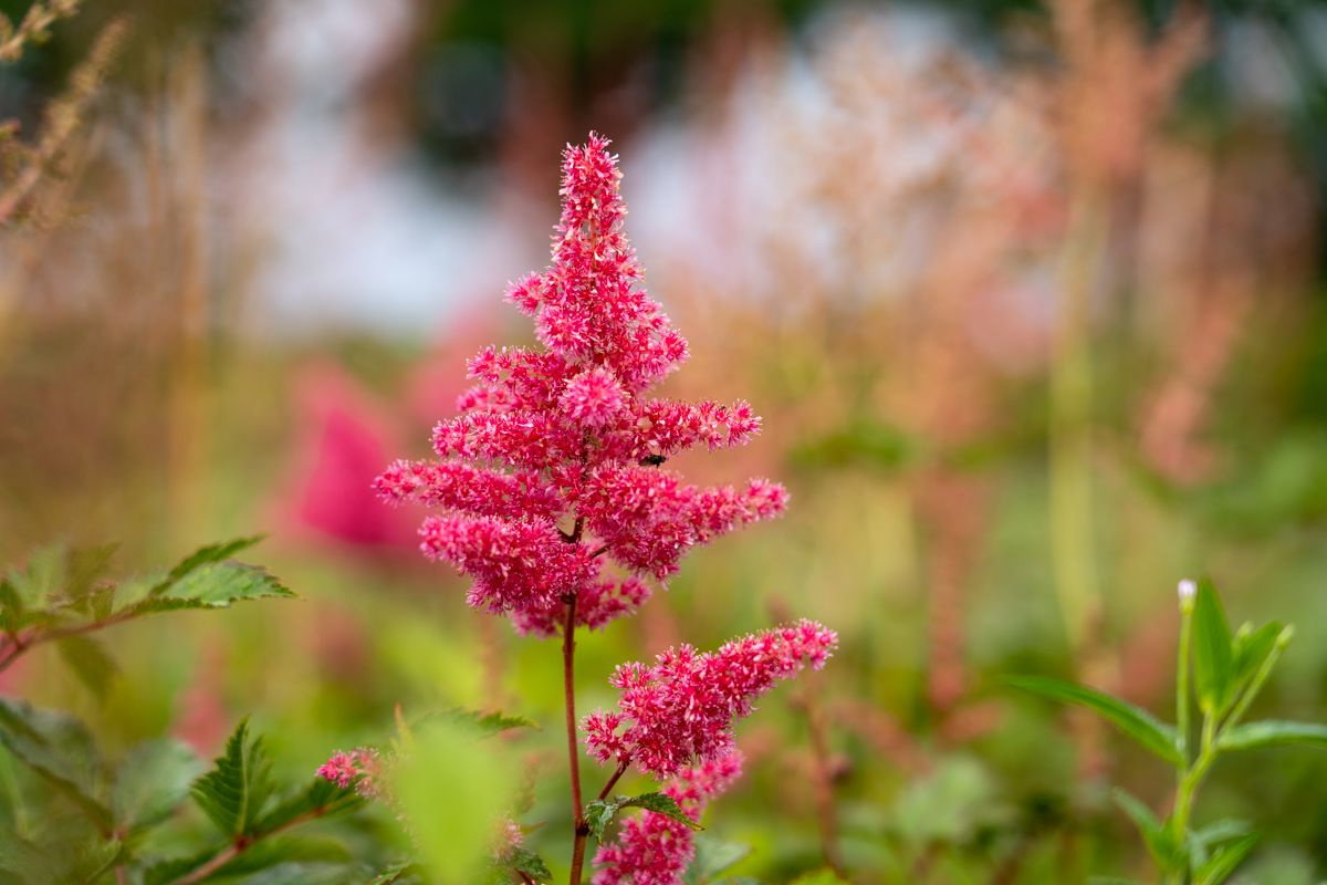 Astilbe Standort Schattig