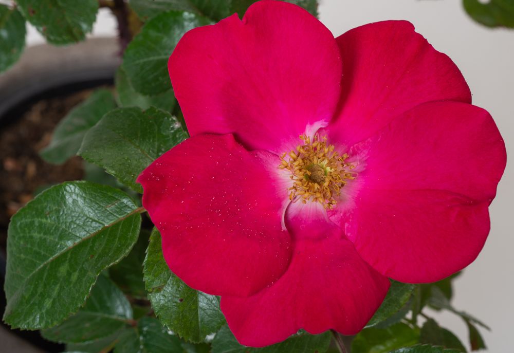 Strauchrose Robusta - Rosa Robusta günstig kaufen