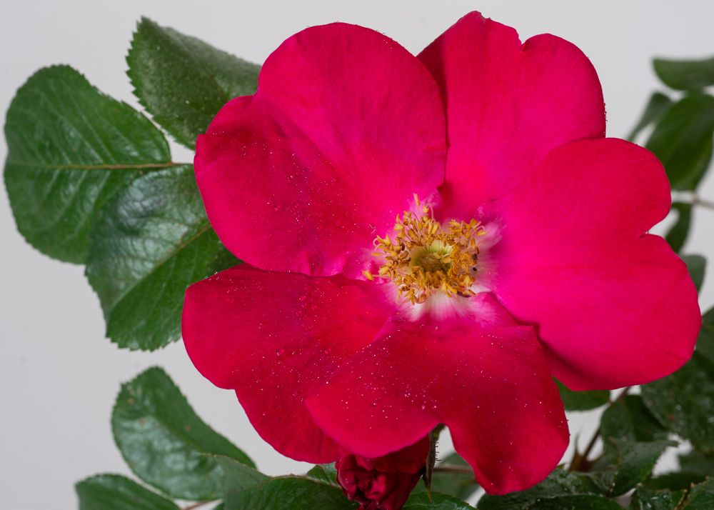 Strauchrose Robusta - Rosa Robusta günstig kaufen
