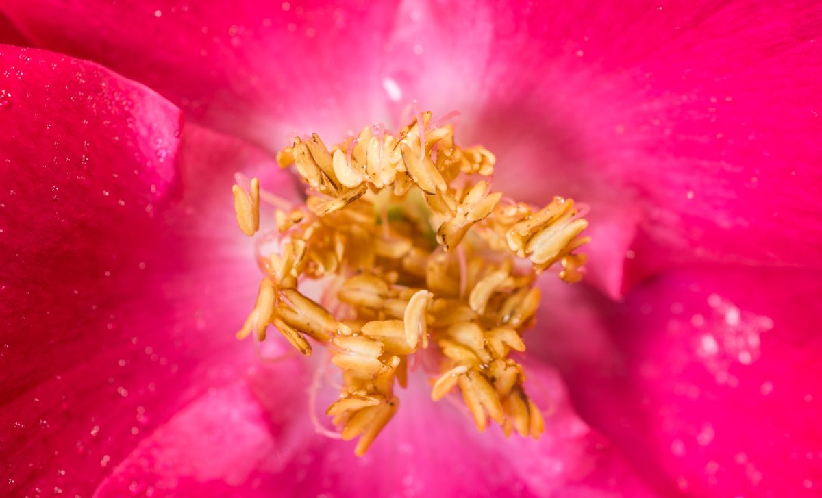 Strauchrose Robusta - Rosa Robusta günstig kaufen