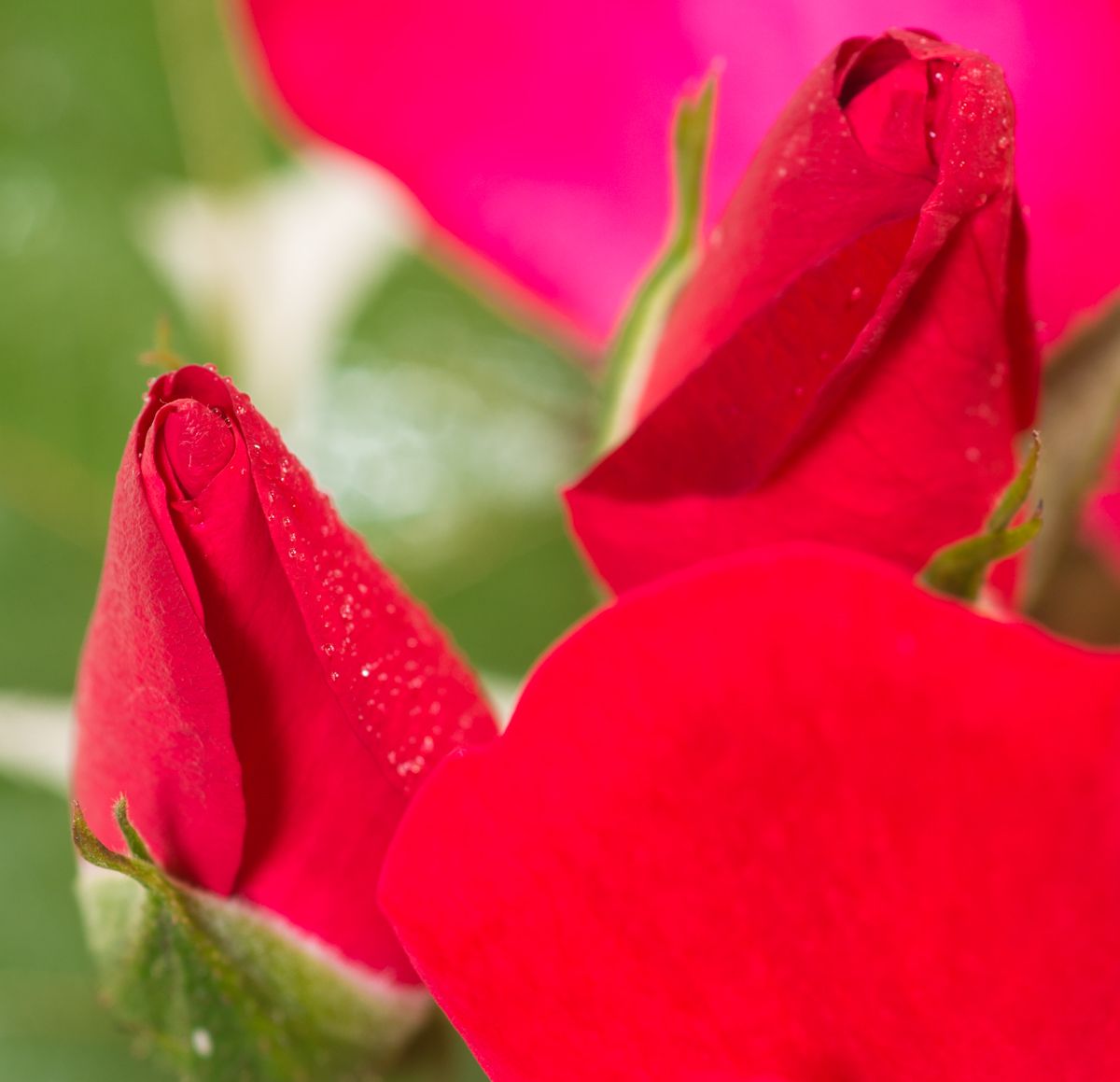 Strauchrose Robusta - Rosa Robusta günstig kaufen