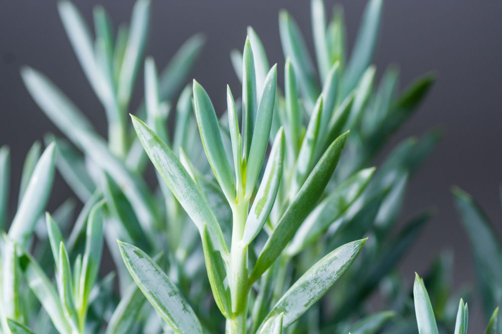 Curio ficoides Mount Everest - Curio ficoides Mount Everest günstig kaufen