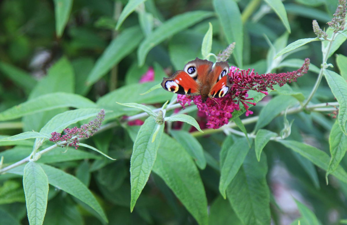 Buddleja davidii Buzz Hot Raspberry - Sommerflieder Buzz Hot Raspberry ...
