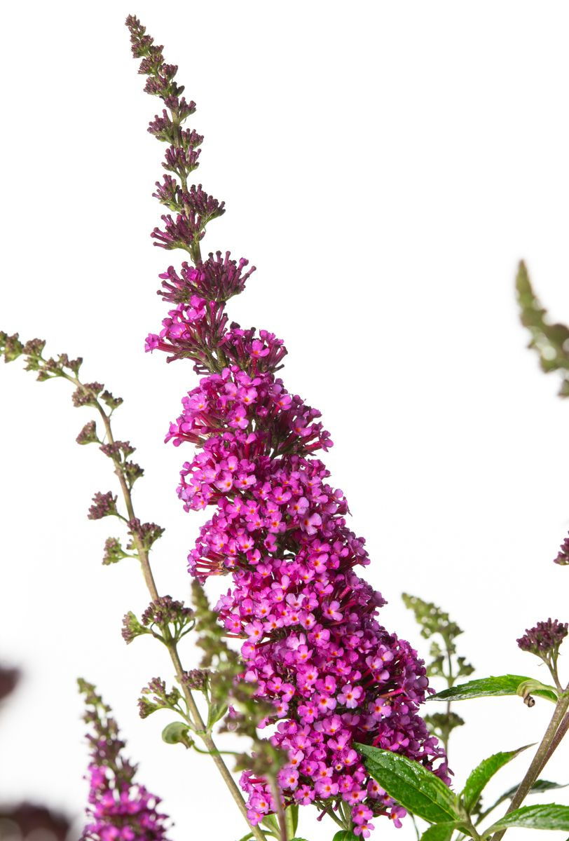 Buddleja davidii Buzz Hot Raspberry - Sommerflieder Buzz Hot Raspberry ...