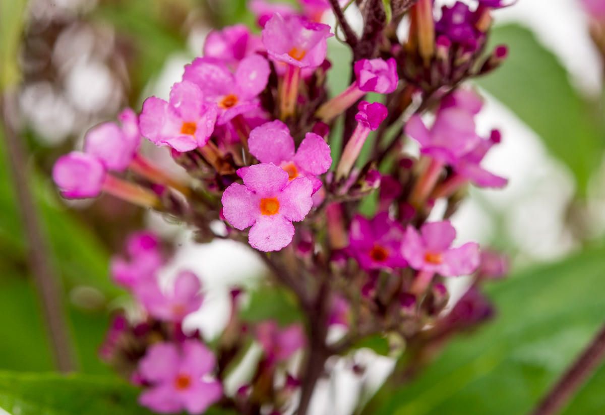 Buddleja davidii Buzz Hot Raspberry - Sommerflieder Buzz Hot Raspberry ...