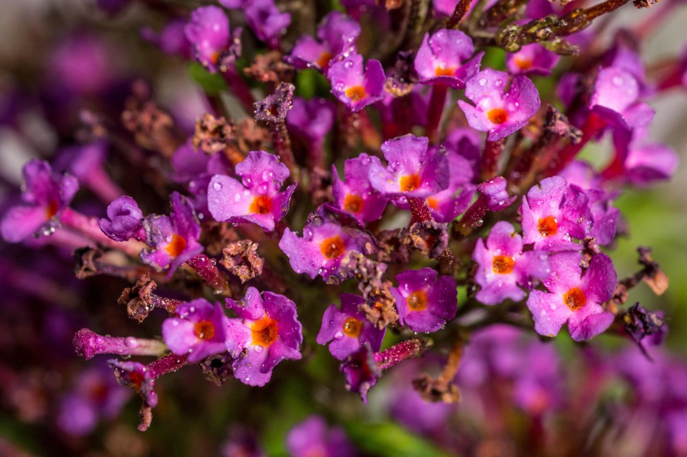 Buddleja davidii Buzz Hot Raspberry - Sommerflieder Buzz Hot Raspberry ...