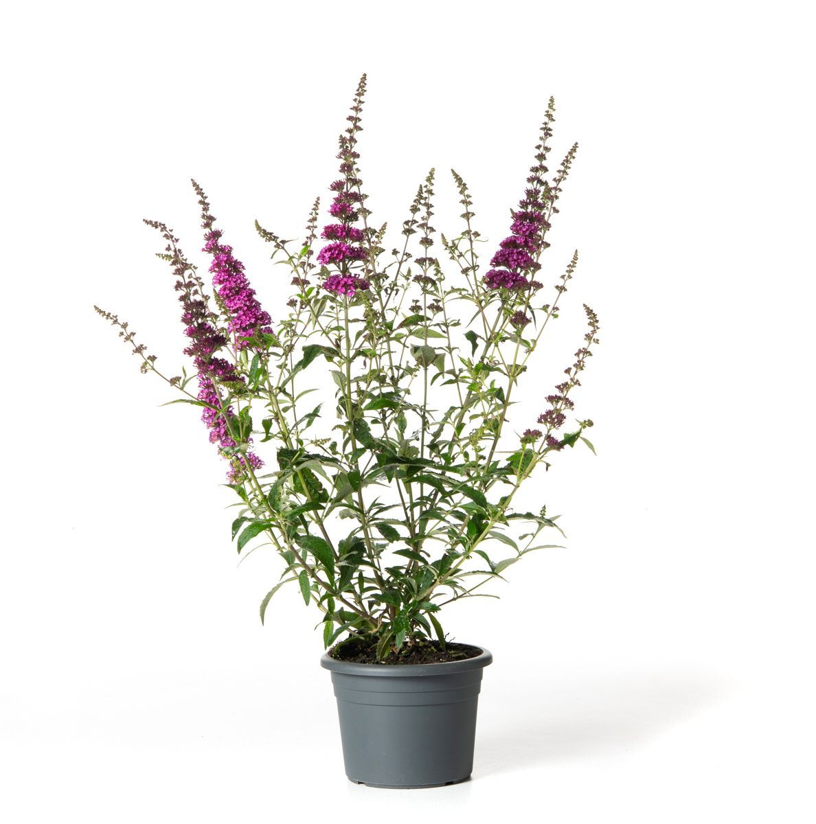 Buddleja davidii Buzz Hot Raspberry - Sommerflieder Buzz Hot Raspberry ...