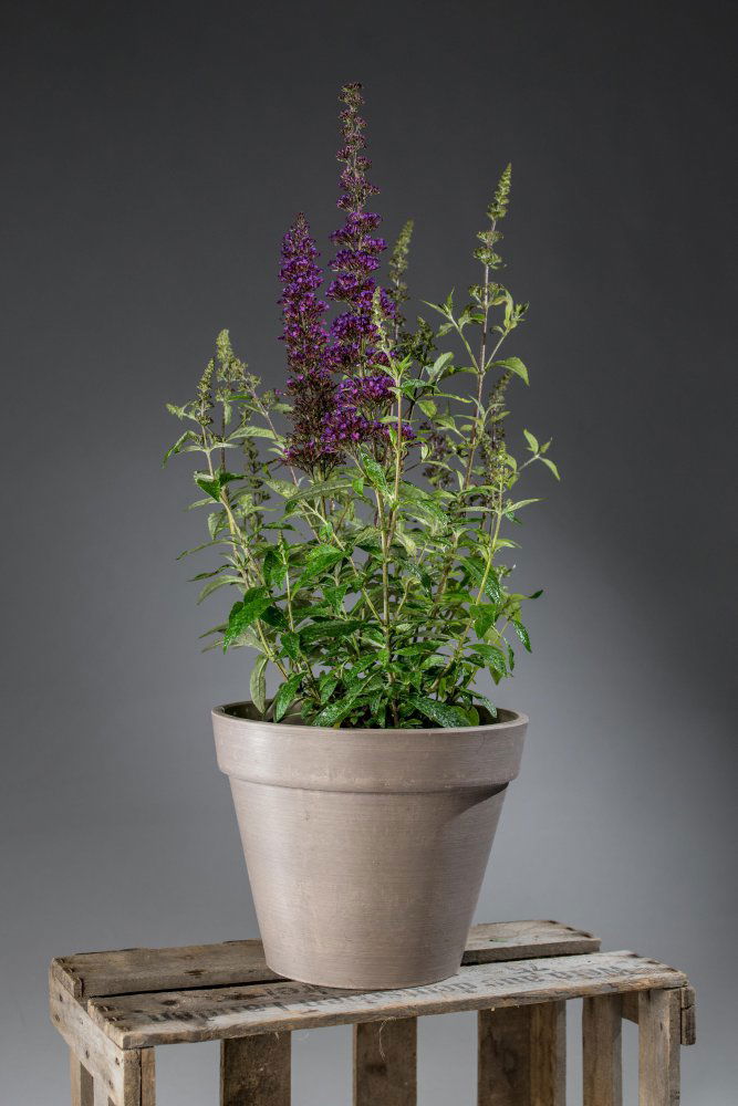 Buddleja davidii Buzz Hot Raspberry - Sommerflieder Buzz Hot Raspberry ...