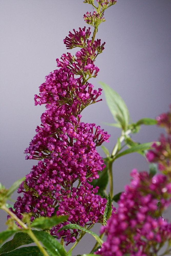 Buddleja davidii Buzz Hot Raspberry - Sommerflieder Buzz Hot Raspberry ...