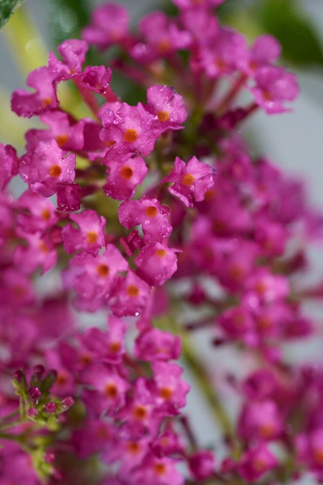 Buddleja davidii Buzz Hot Raspberry - Sommerflieder Buzz Hot Raspberry ...
