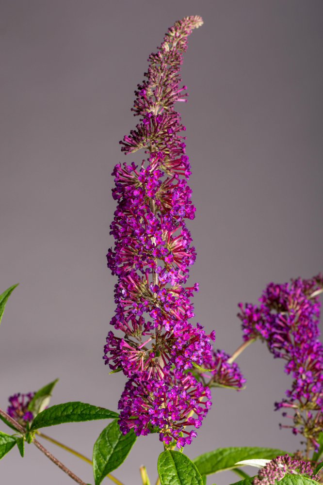 Zwerg-Sommerflieder Buzz ® Magenta - Buddleja davidii Buzz ® Magenta ...
