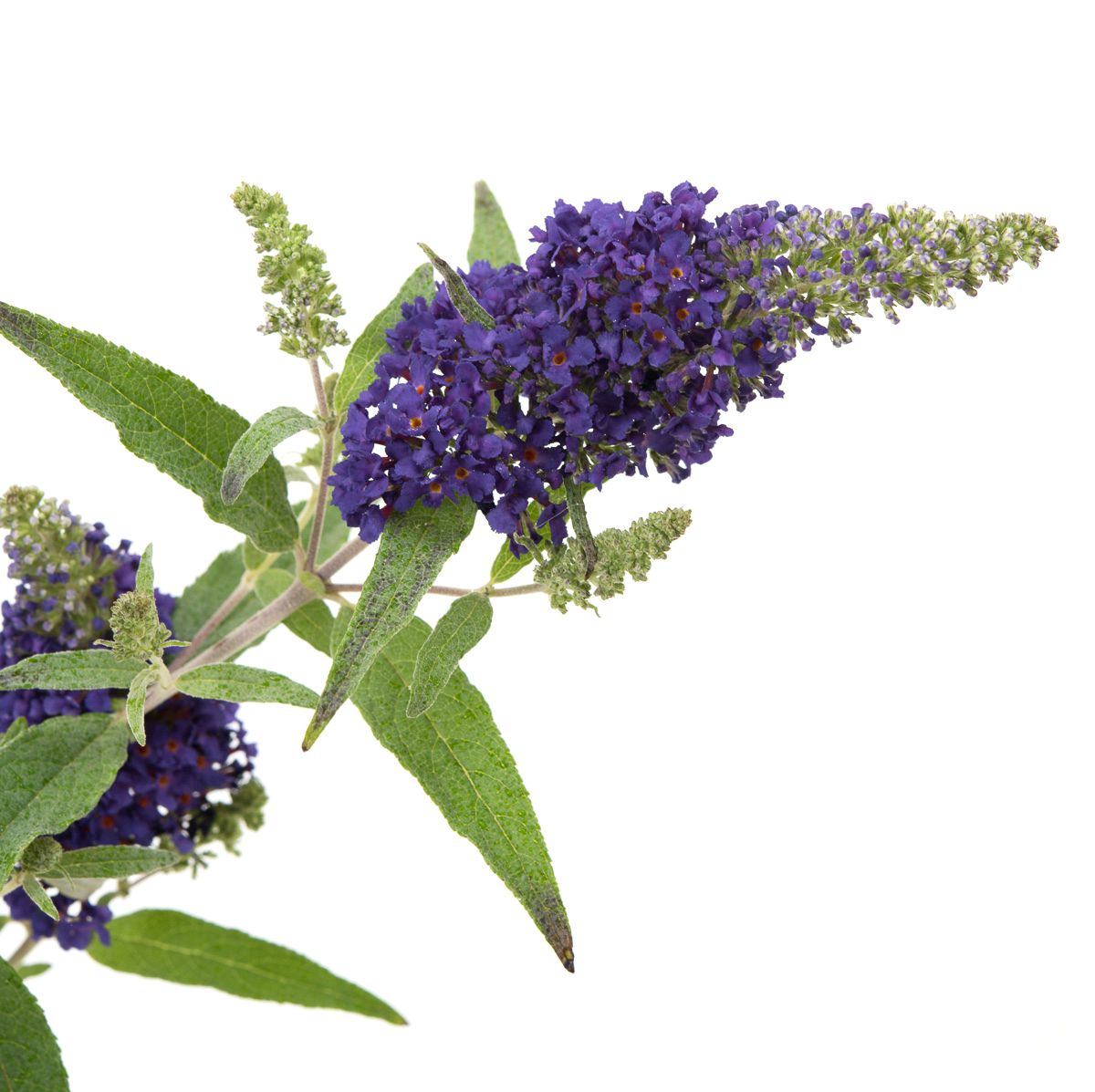 Buddleja davidii Buzz Midnight - Sommerflieder Buzz Midnight | günstig ...