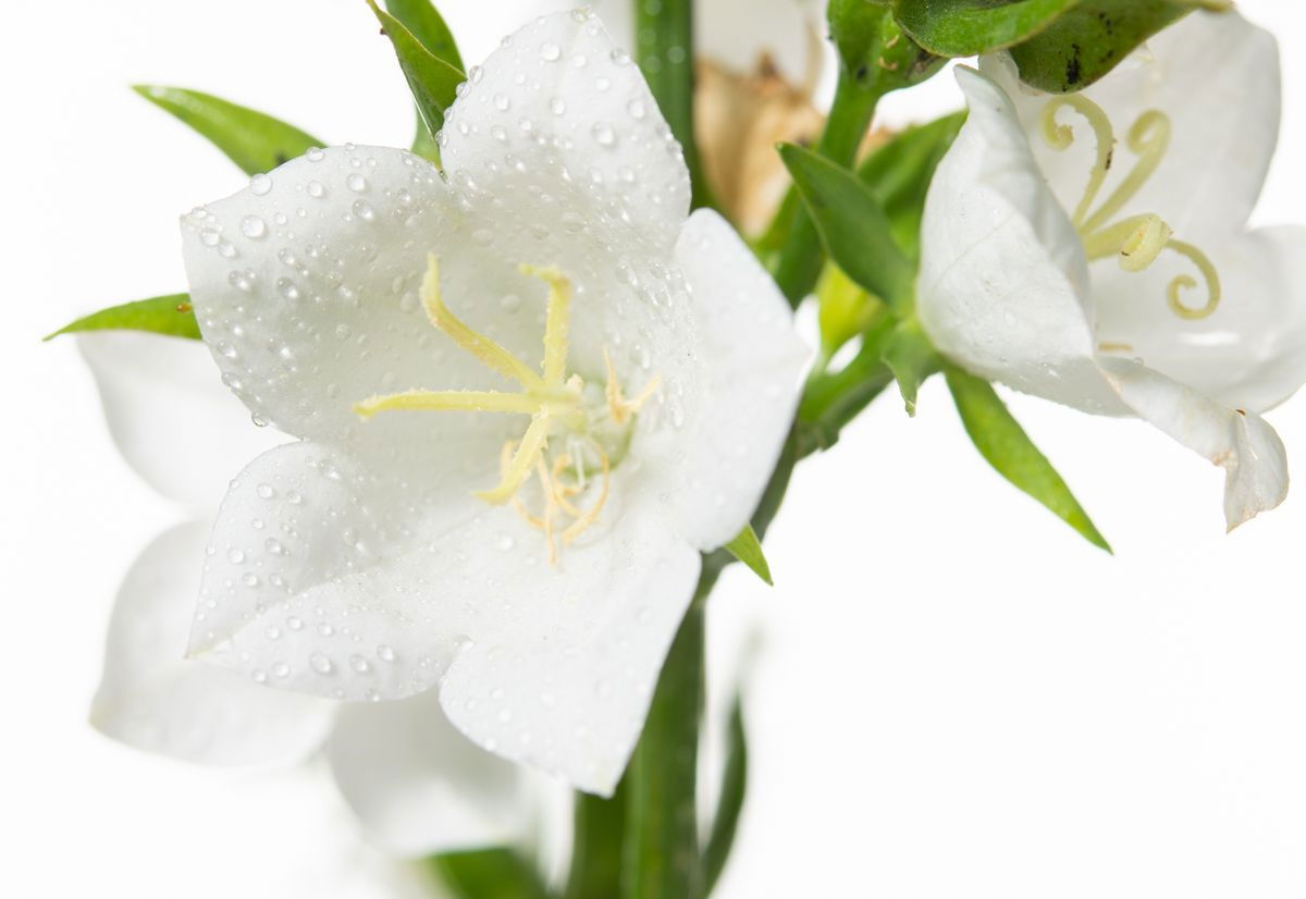 Pfirsichblättrige Glockenblume Takion White ® - Campanula persicifolia ...