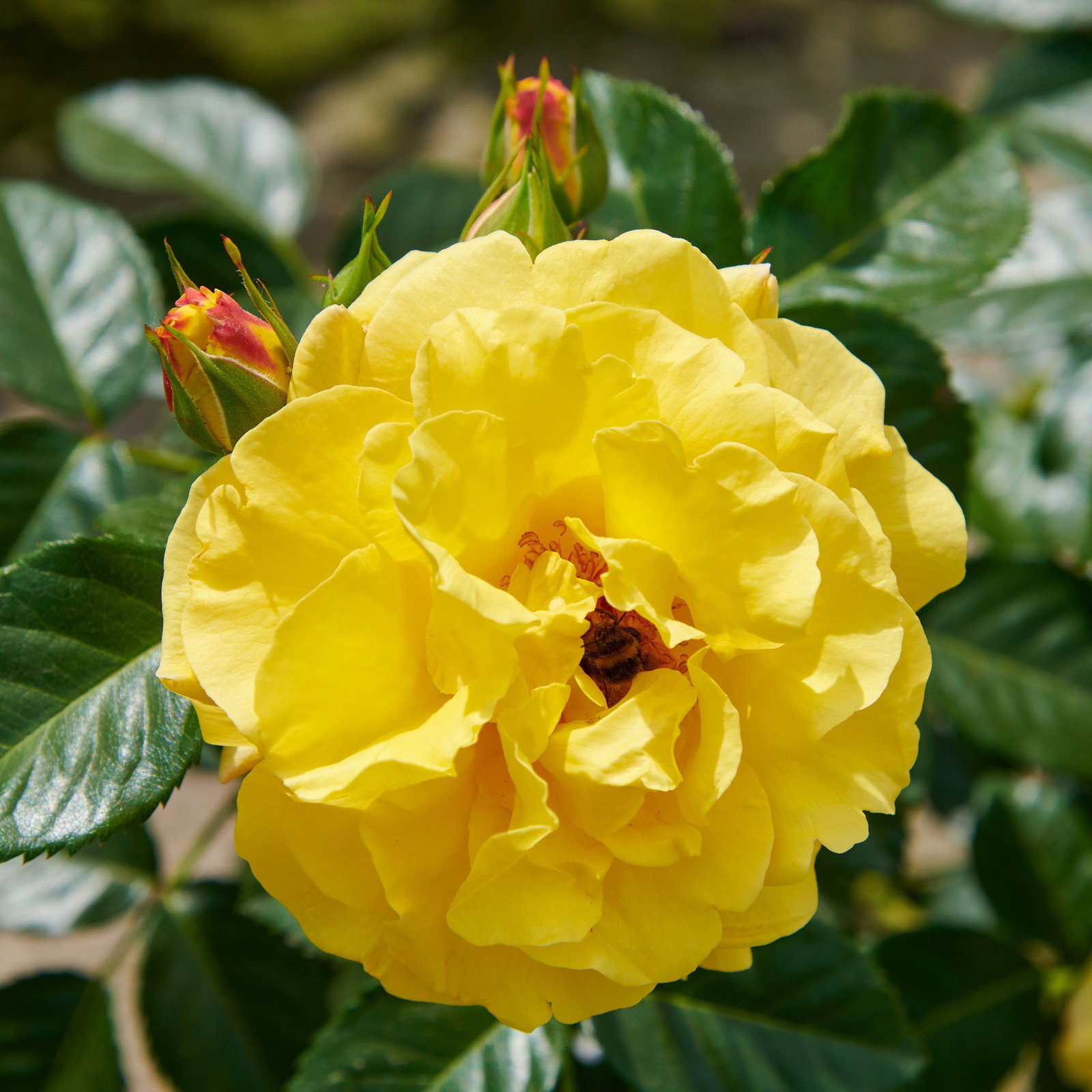 Rose Larissa® - Rosa Larissa günstig kaufen