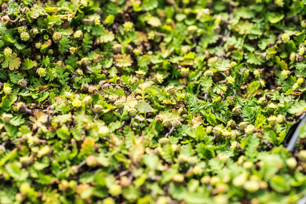Laugenblume 'Minima' - Cotula dioica 'Minima' günstig kaufen