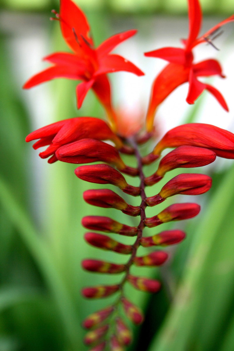 Montbretie Hellfire - Crocosmia crocosmiiflora Hellfire günstig kaufen