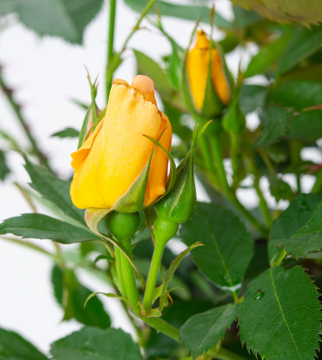 Rose Maigold - Rosa spinosissima Maigold günstig kaufen