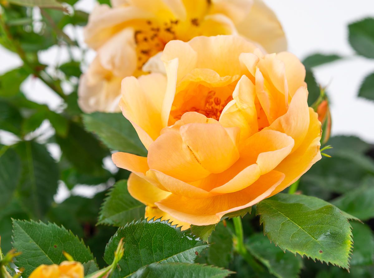 Rose Maigold - Rosa spinosissima Maigold günstig kaufen