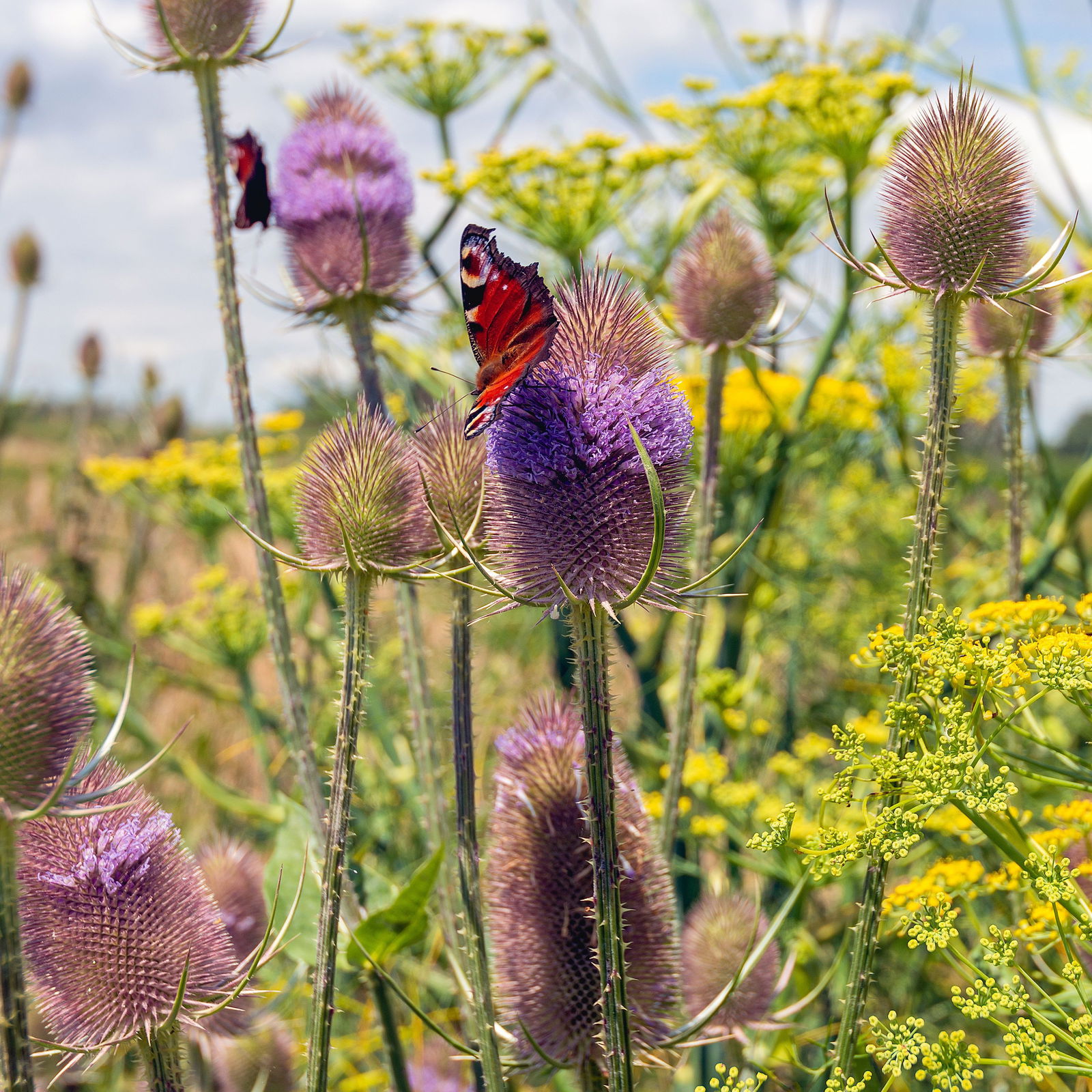 Kardendistel - Dipsacus fullonum günstig kaufen