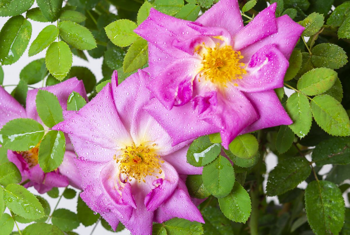Rose Marguerite Hilling - Rosa Marguerite Hilling günstig kaufen