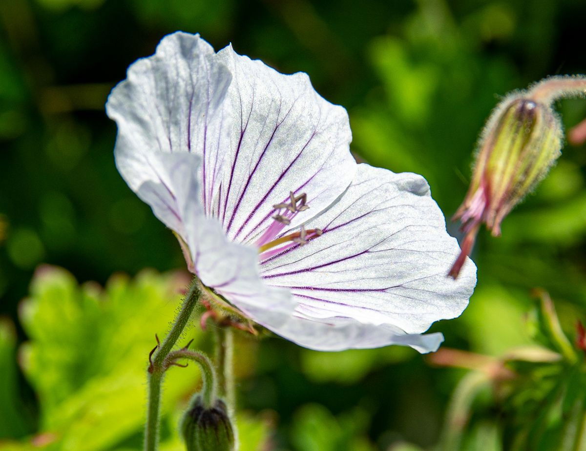 Storchschnabel Derrick Cook - Geranium himalayense Derrick Cook günstig ...