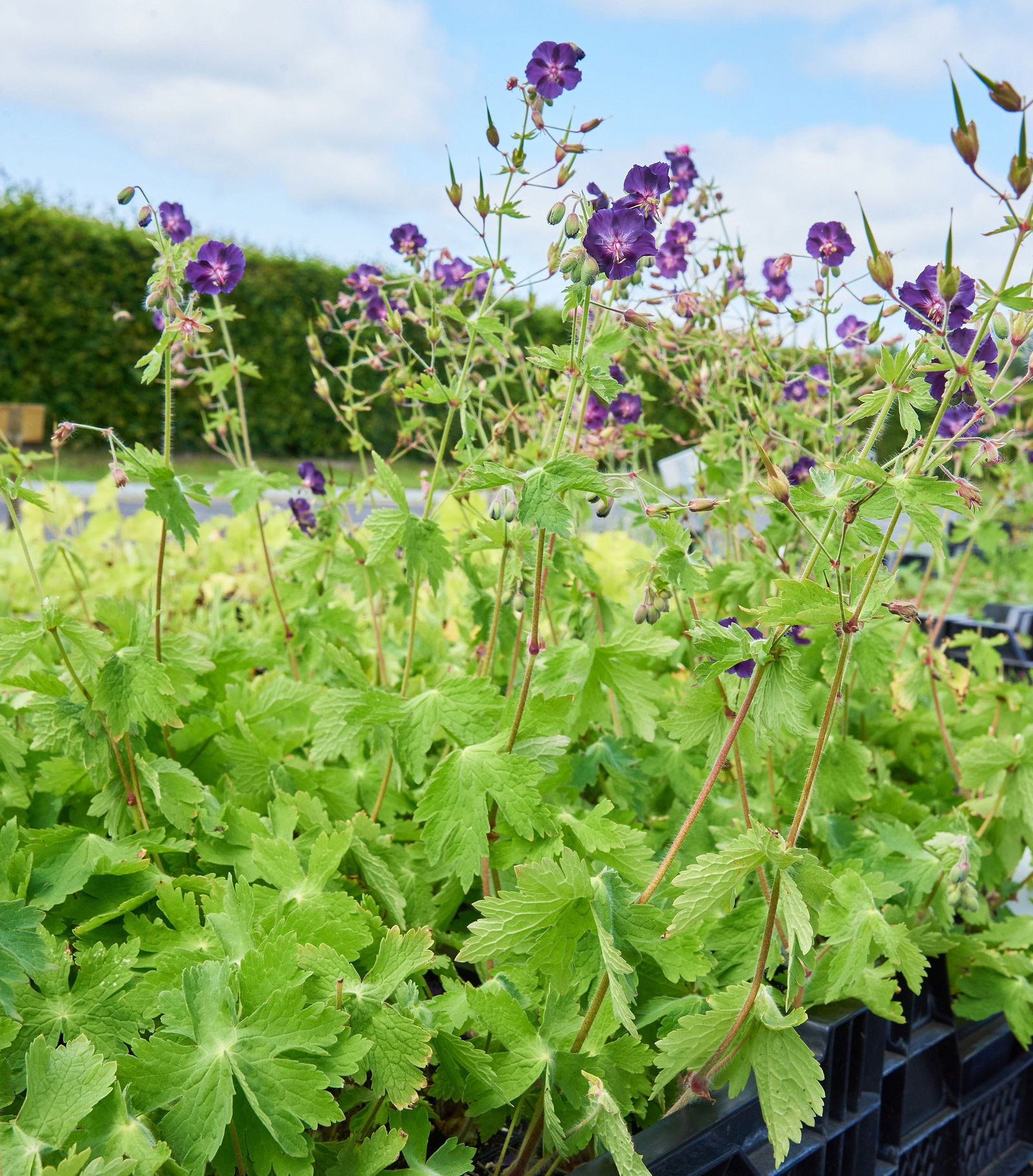 Storchschnabel Raven - Geranium phaeum Raven günstig kaufen