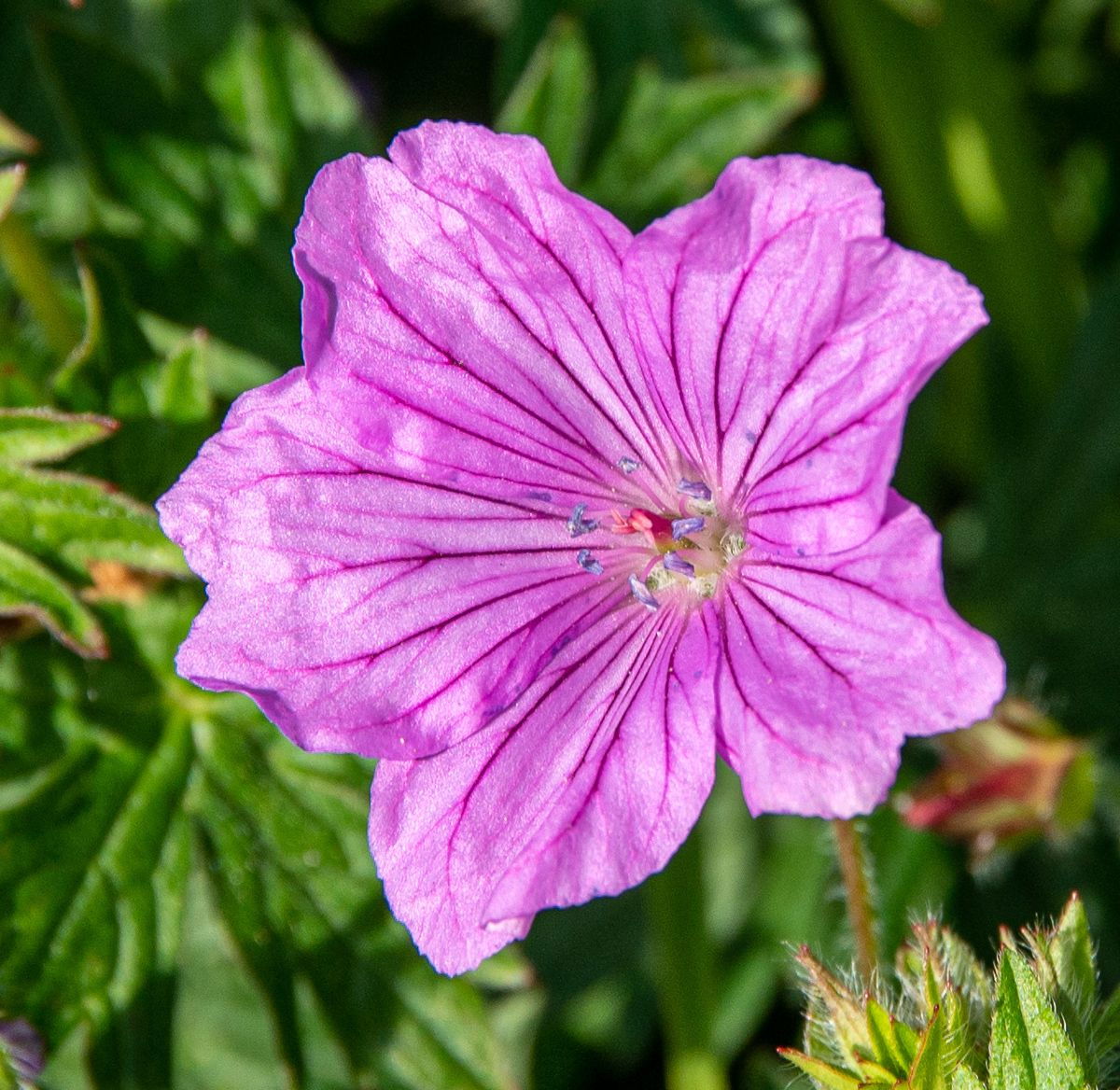 Storchschnabel Blushing Turtle ® - Geranium wallichianum Blushing ...