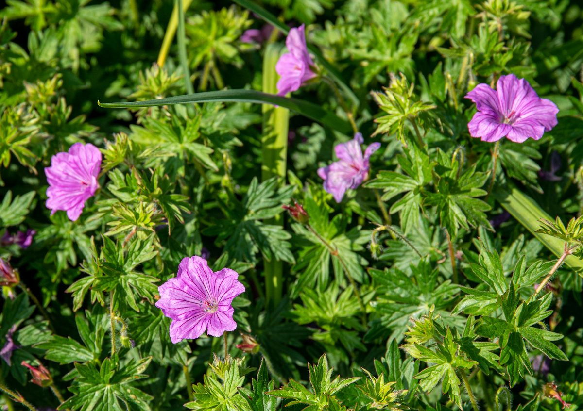 Storchschnabel Blushing Turtle ® - Geranium wallichianum Blushing ...