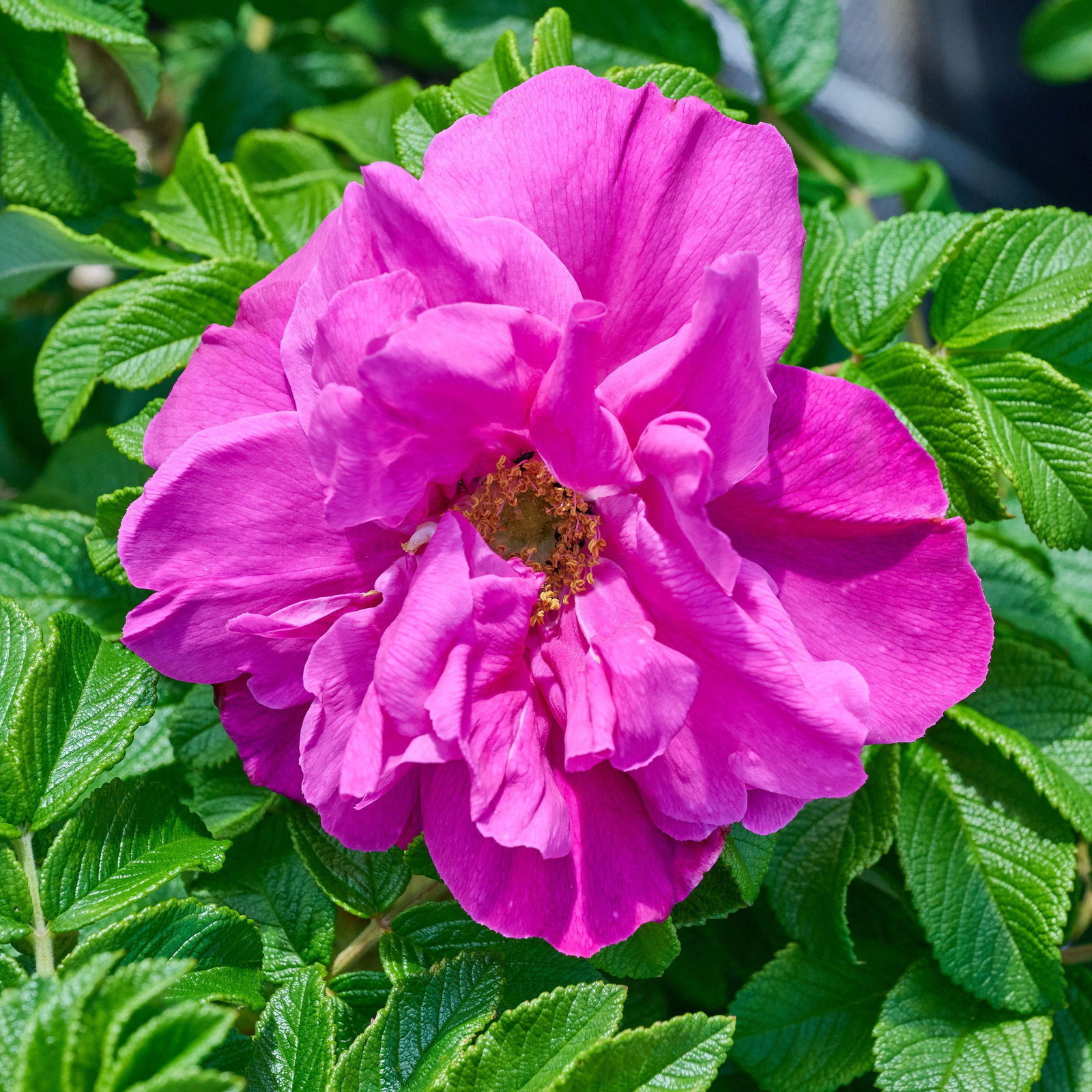 Aktionspreise | Pflanzmich.de