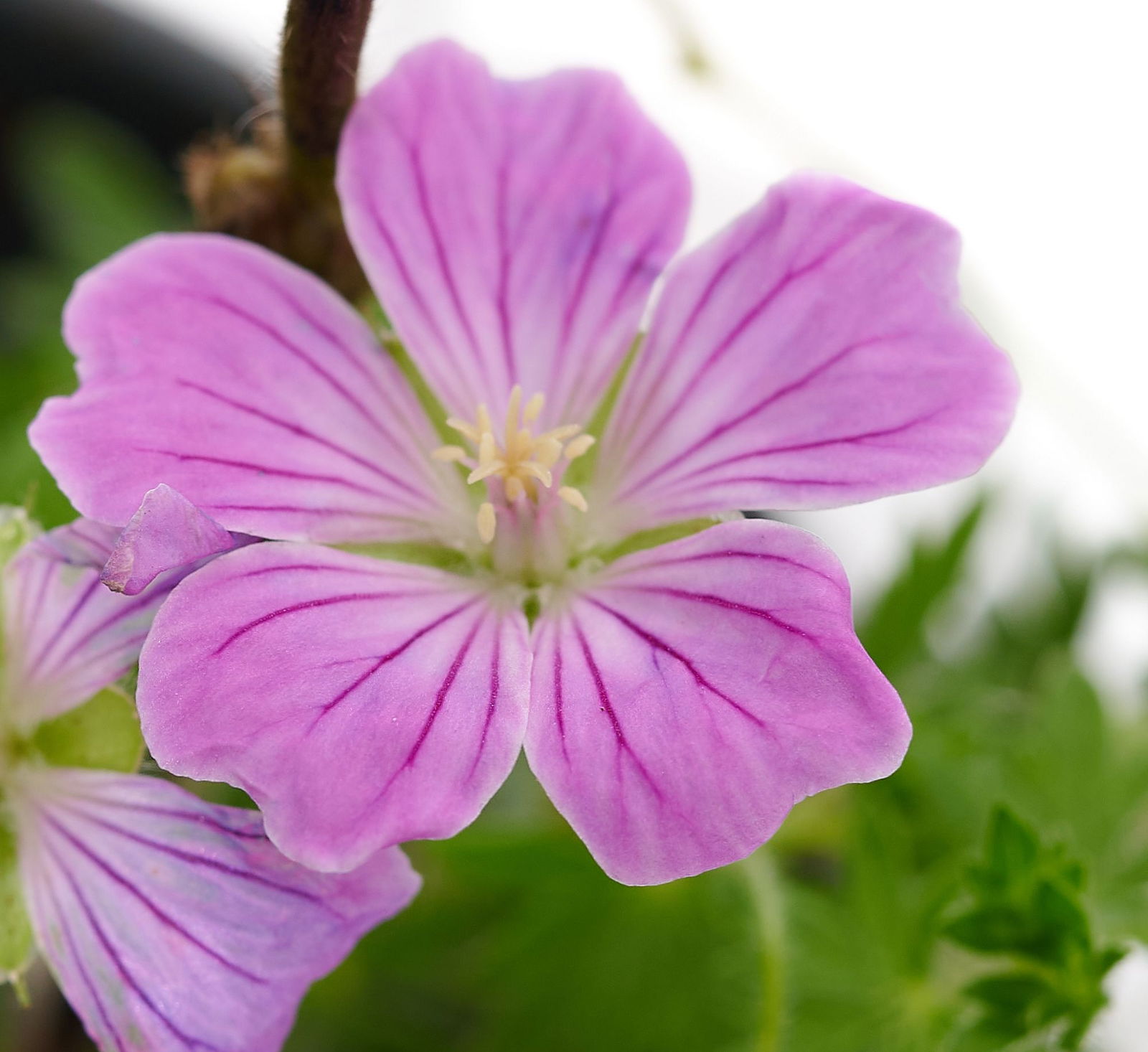 Storchschnabel Lady Moore - Geranium oxonianum Lady Moore günstig kaufen