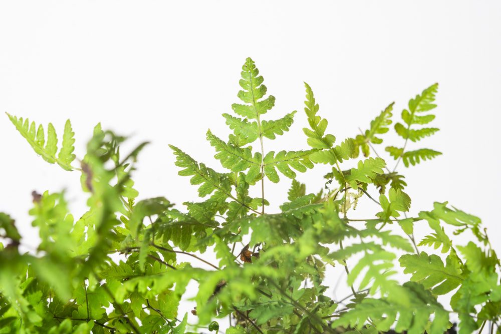 Federiger Eichenfarn Plumosum - Gymnocarpium dryopteris Plumosum ...