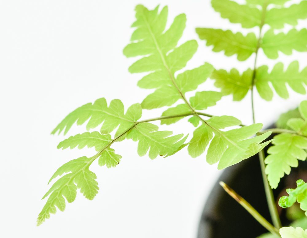 Federiger Eichenfarn Plumosum - Gymnocarpium dryopteris Plumosum ...