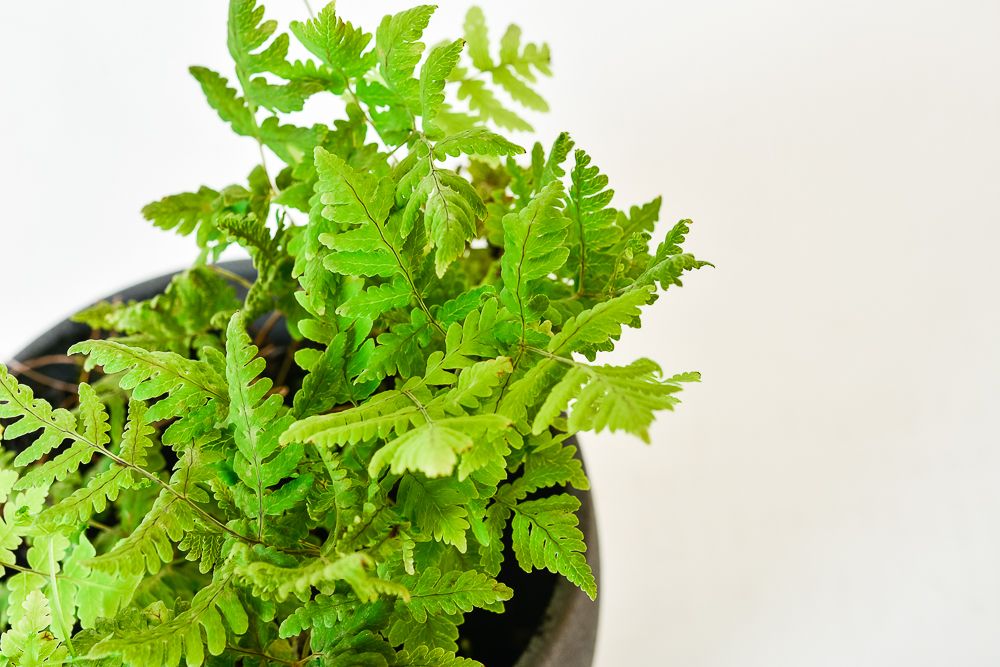 Federiger Eichenfarn Plumosum - Gymnocarpium dryopteris Plumosum ...