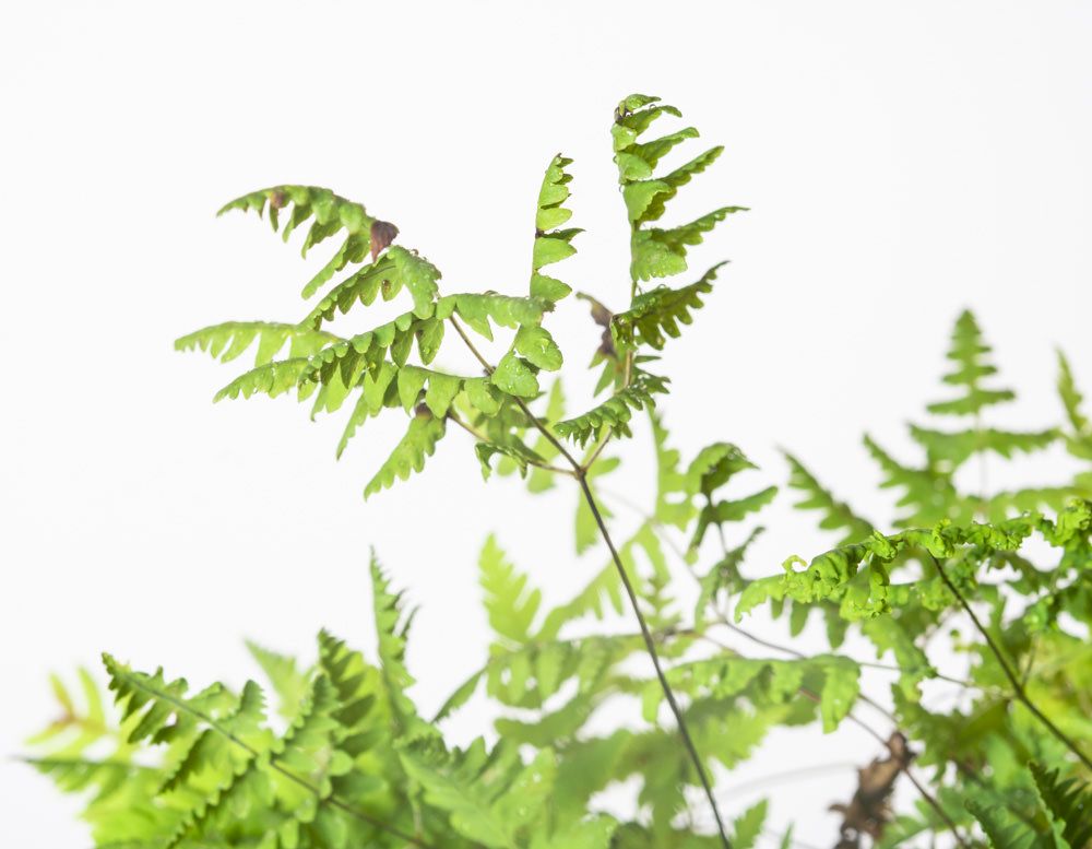 Federiger Eichenfarn Plumosum - Gymnocarpium dryopteris Plumosum ...