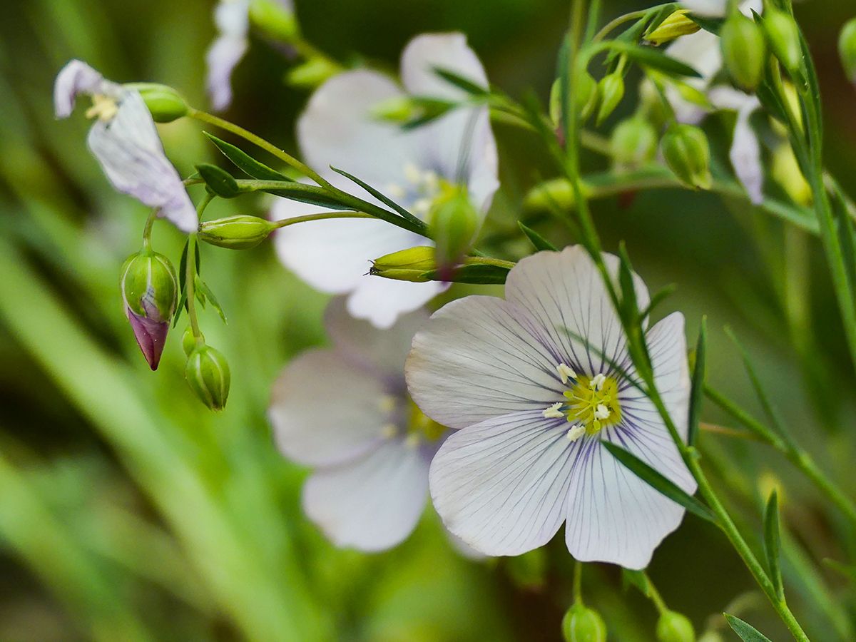 Lein Nanum Diamant - Linum perenne Nanum Diamant günstig kaufen