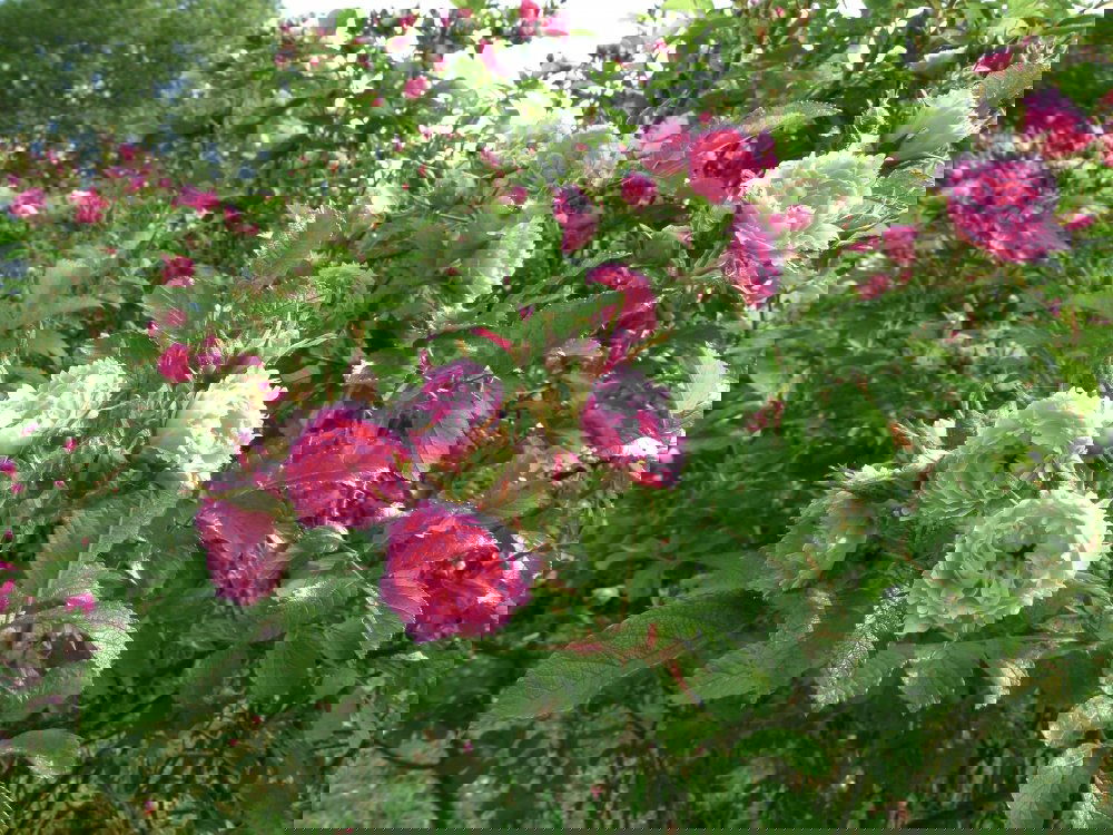 Rose Pink Grootendorst - Rosa rugosa Pink Grootendorst günstig kaufen