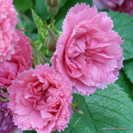 Rose Pink Grootendorst - Rosa rugosa Pink Grootendorst günstig kaufen