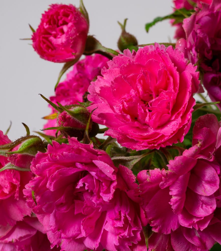 Rose Pink Grootendorst - Rosa rugosa Pink Grootendorst günstig kaufen