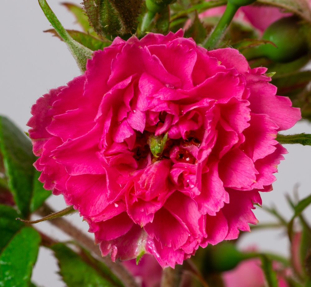 Rose Pink Grootendorst - Rosa rugosa Pink Grootendorst günstig kaufen