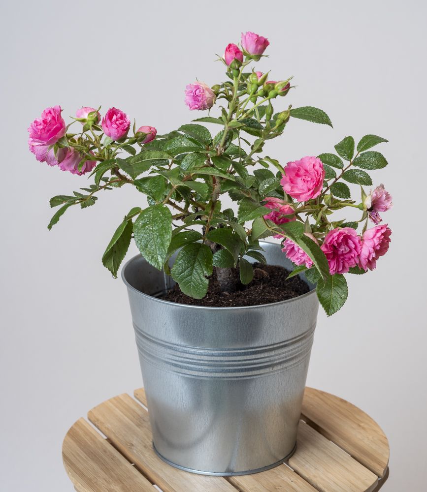 Rose Pink Grootendorst - Rosa rugosa Pink Grootendorst günstig kaufen