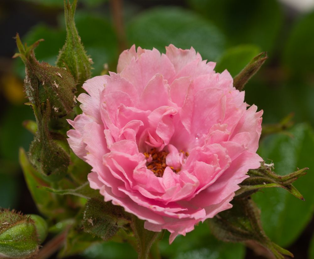 Rose Pink Grootendorst - Rosa rugosa Pink Grootendorst günstig kaufen