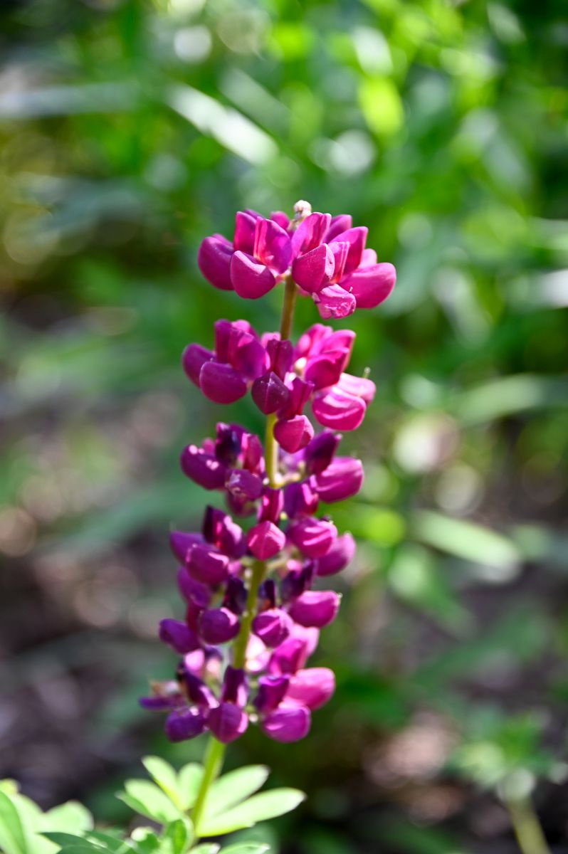 Westcountry Lupine Masterpiece ® - Lupinus polyphyllus Westcountry ...