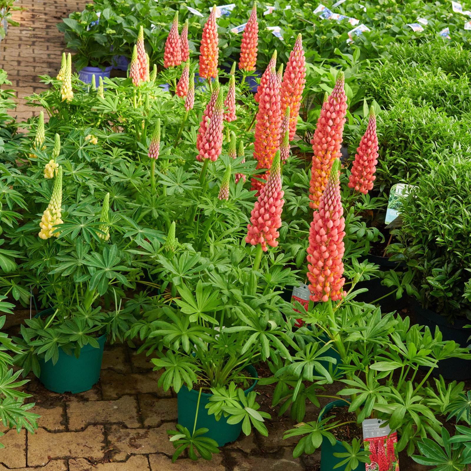 Westcountry Lupine Masterpiece ® - Lupinus polyphyllus Westcountry ...